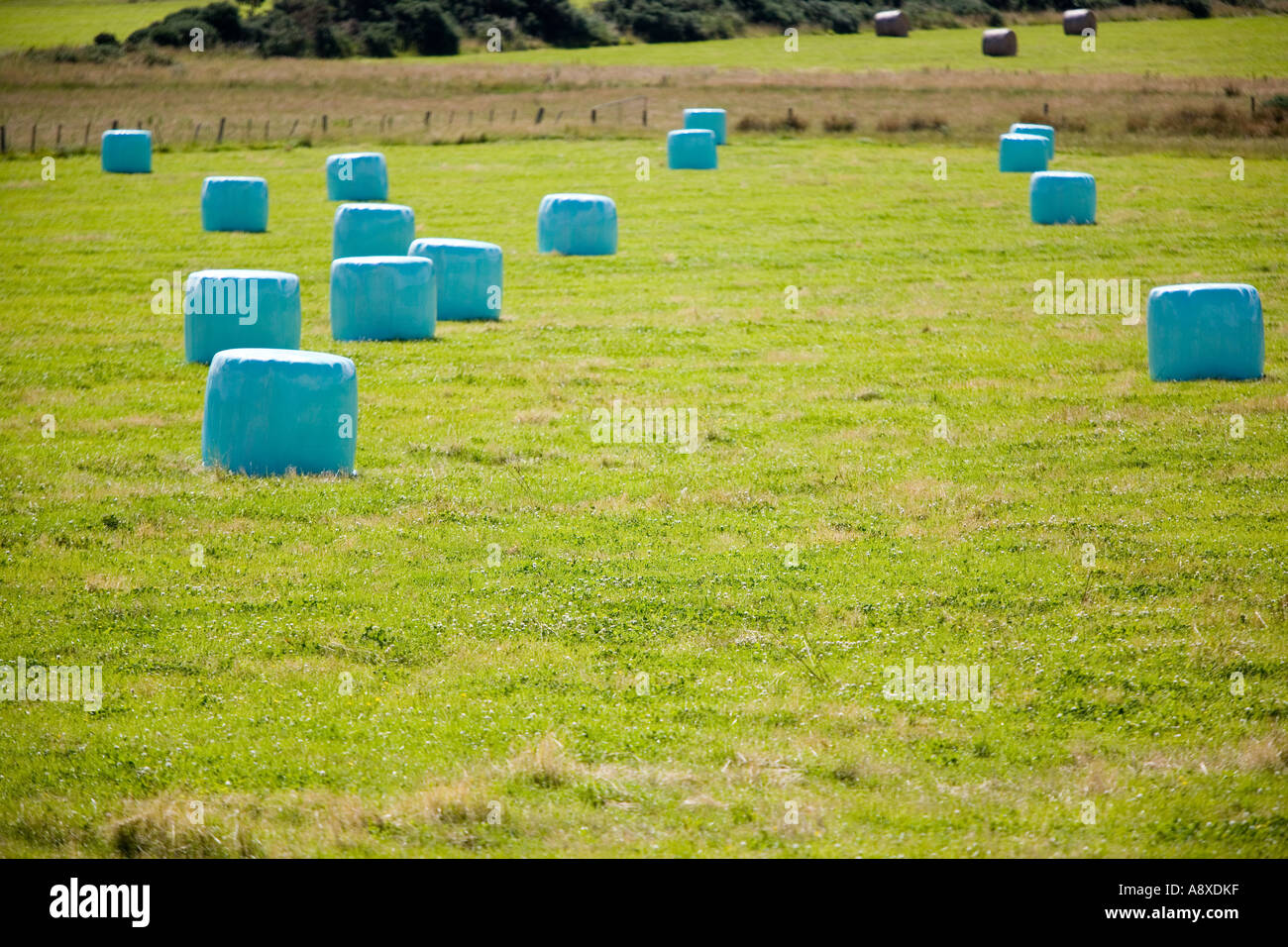 Tasmania farming hi-res stock photography and images - Alamy