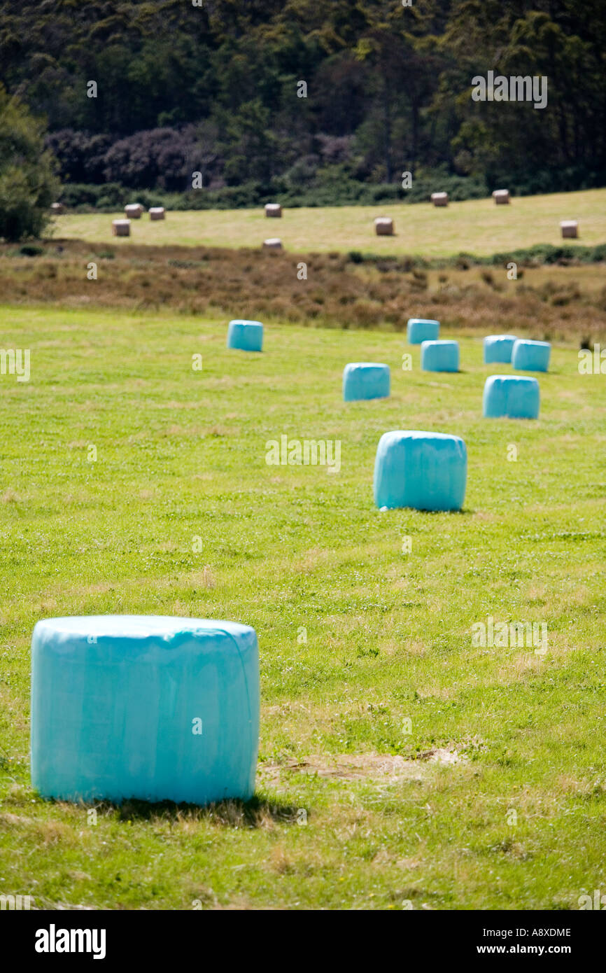 Tasmania farming hi-res stock photography and images - Alamy