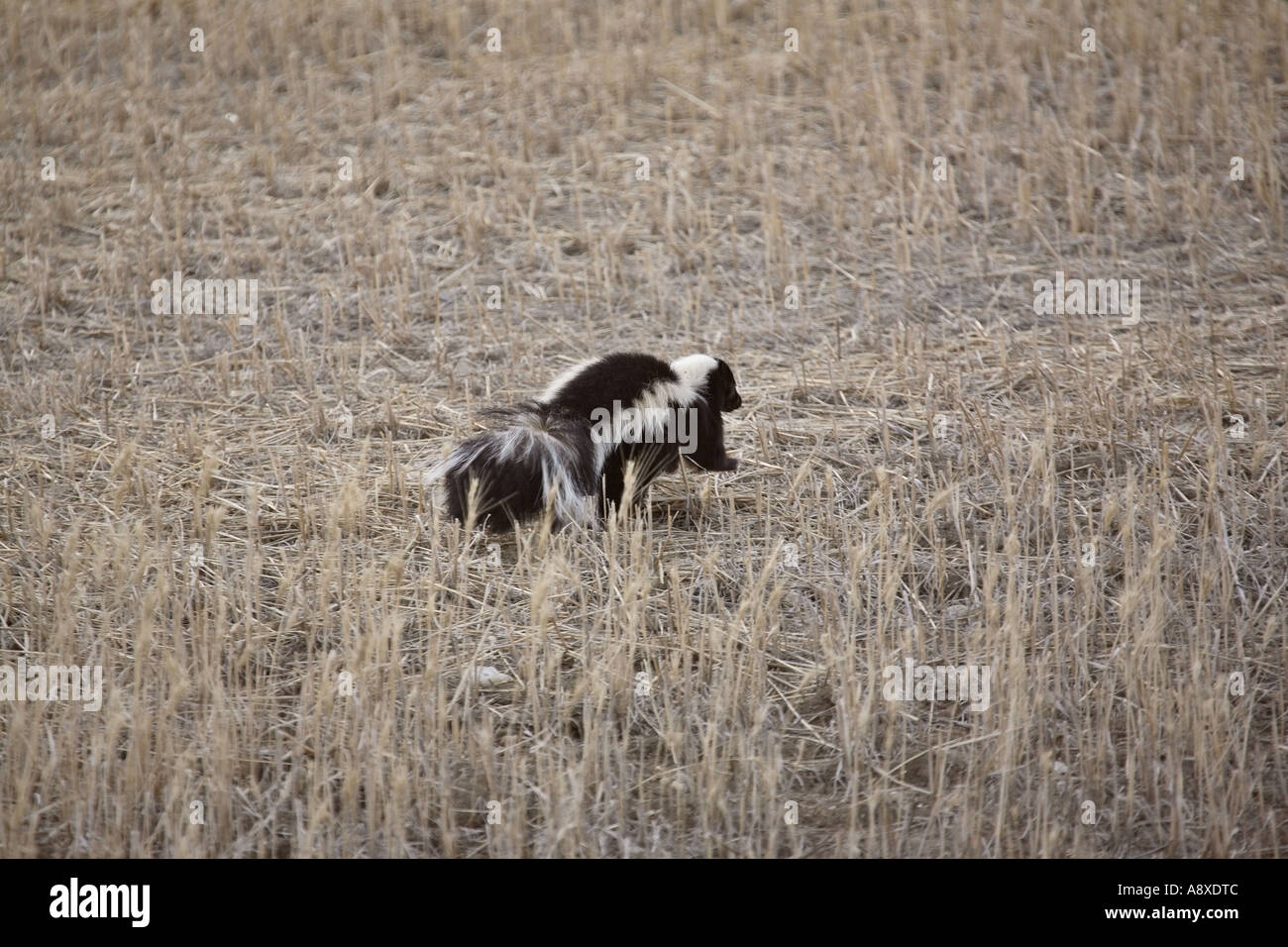 A Striped Skunk in a stubble field in scenic Saskatchewan Canada Stock ...