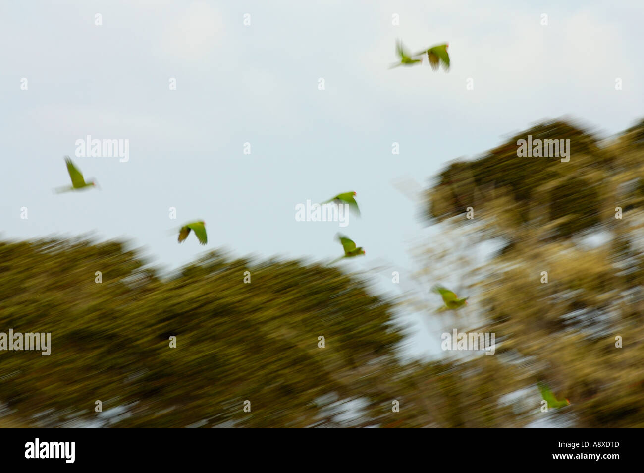 The wild Parrots of Kona in flight Hualalai volcano The Big Island of ...