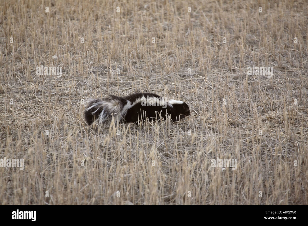 Images skunks hi-res stock photography and images - Alamy