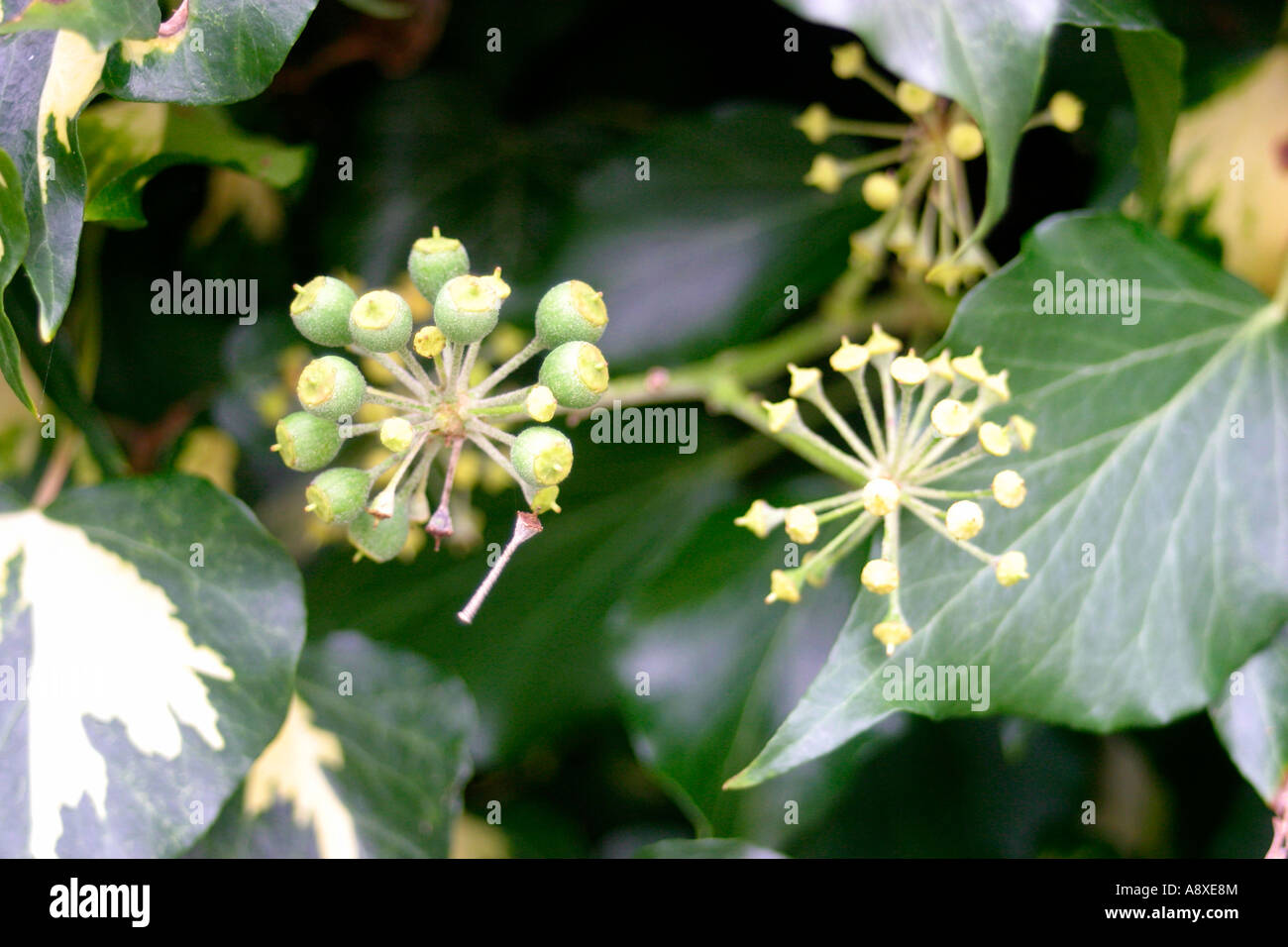 ivy (Hedera Helix) growing on a wall in a Victorian garden Stock Photo ...