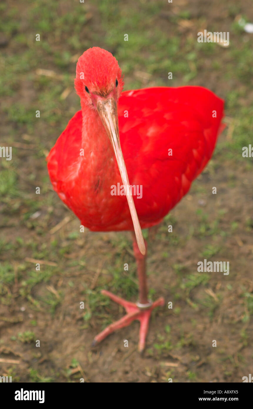 Scarlett ibis hi-res stock photography and images - Alamy