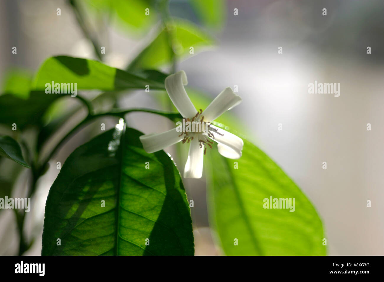 Limon flower hi-res stock photography and images - Alamy