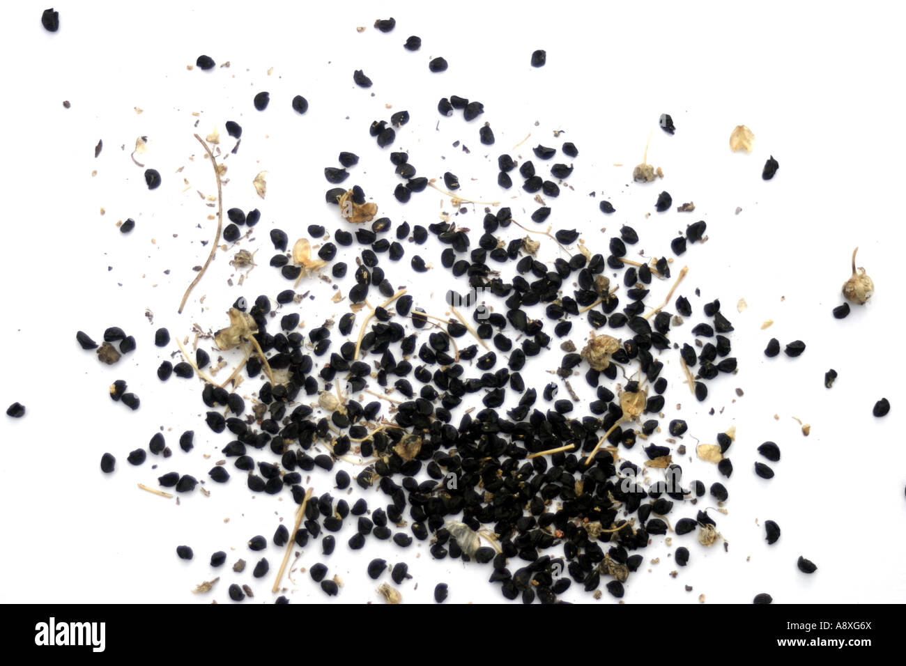 poppy seeds Papaver orientale Stock Photo - Alamy