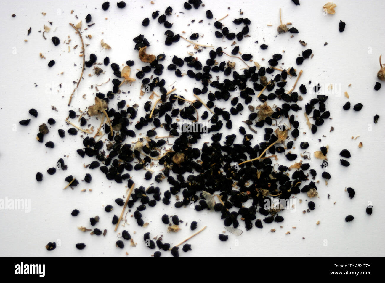 Black poppy seeds hi-res stock photography and images - Alamy