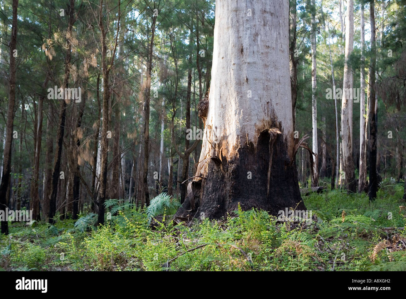 Valley of the Giants Trees Walpole Nornalup West Australia Stock Photo ...