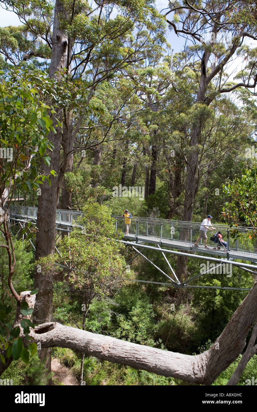 Valley of the Giants Trees Walpole Nornalup West Australia Stock Photo ...