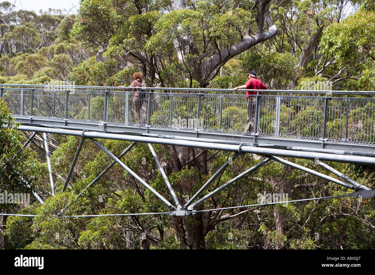 Valley of the Giants Trees Walpole Nornalup West Australia Stock Photo ...