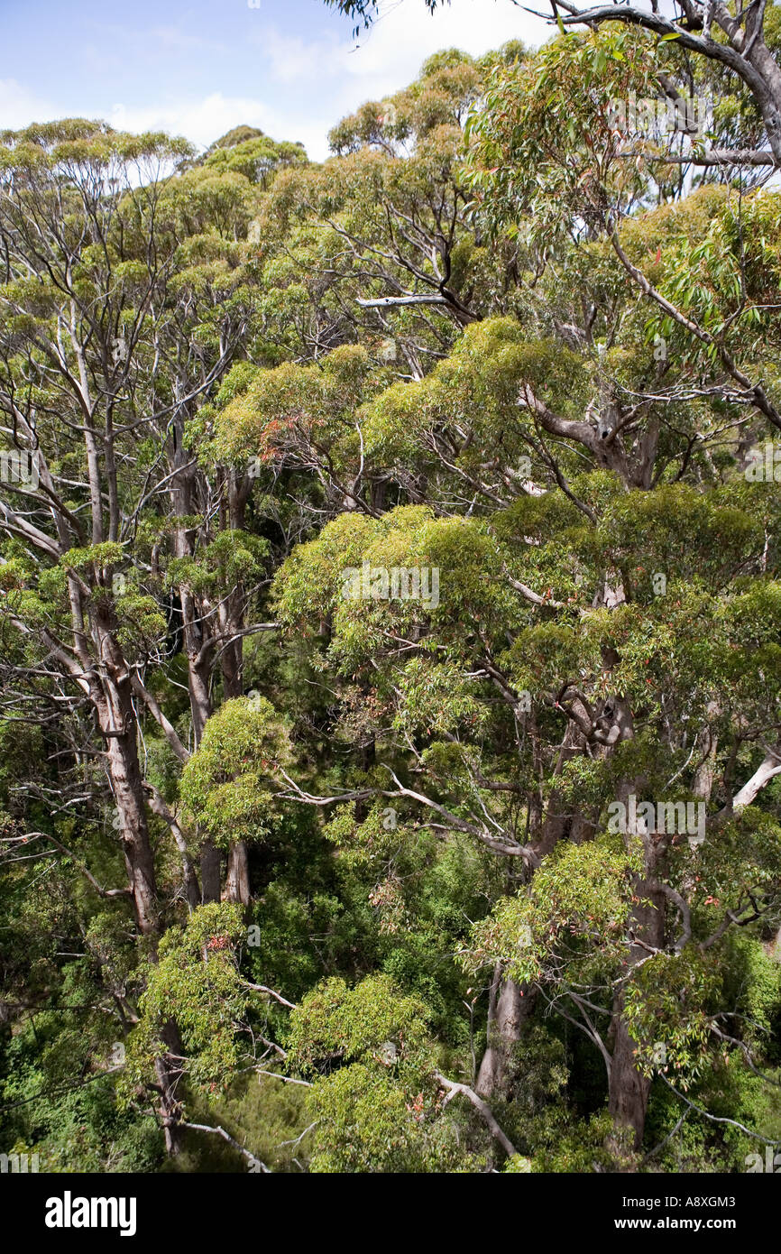 Valley of the Giants Trees Walpole Nornalup West Australia Stock Photo ...