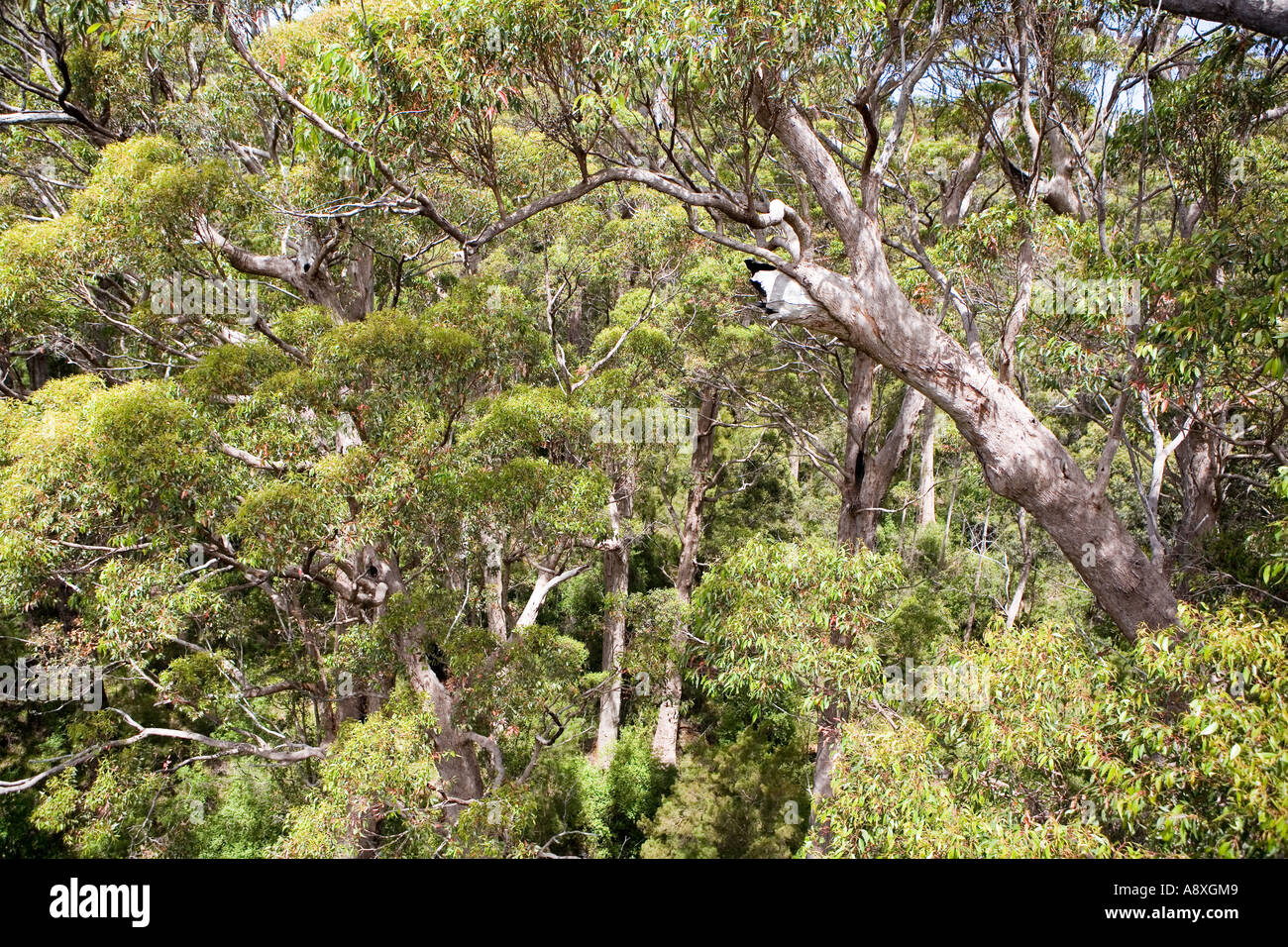 Valley of the Giants Trees Walpole Nornalup West Australia Stock Photo ...