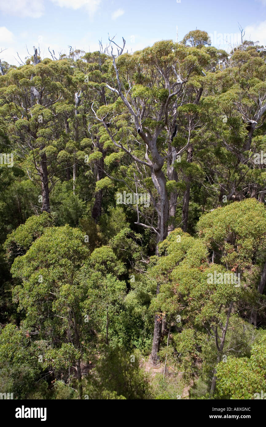 Tingle trees walpole forest hi-res stock photography and images - Alamy