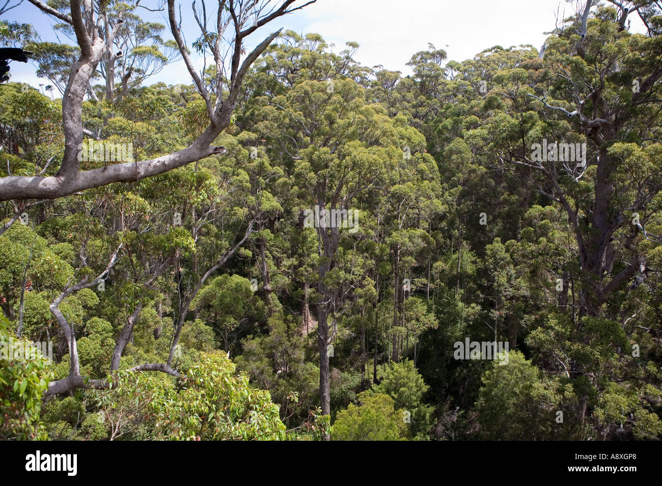 Valley of the Giants Trees Walpole Nornalup West Australia Stock Photo ...