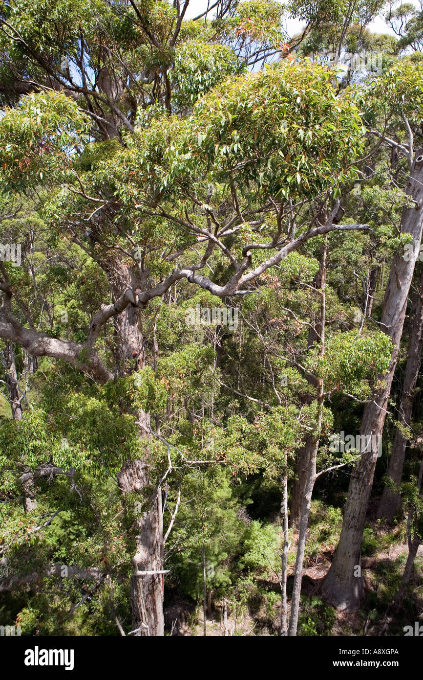 Valley of the Giants Trees Walpole Nornalup West Australia Stock Photo ...