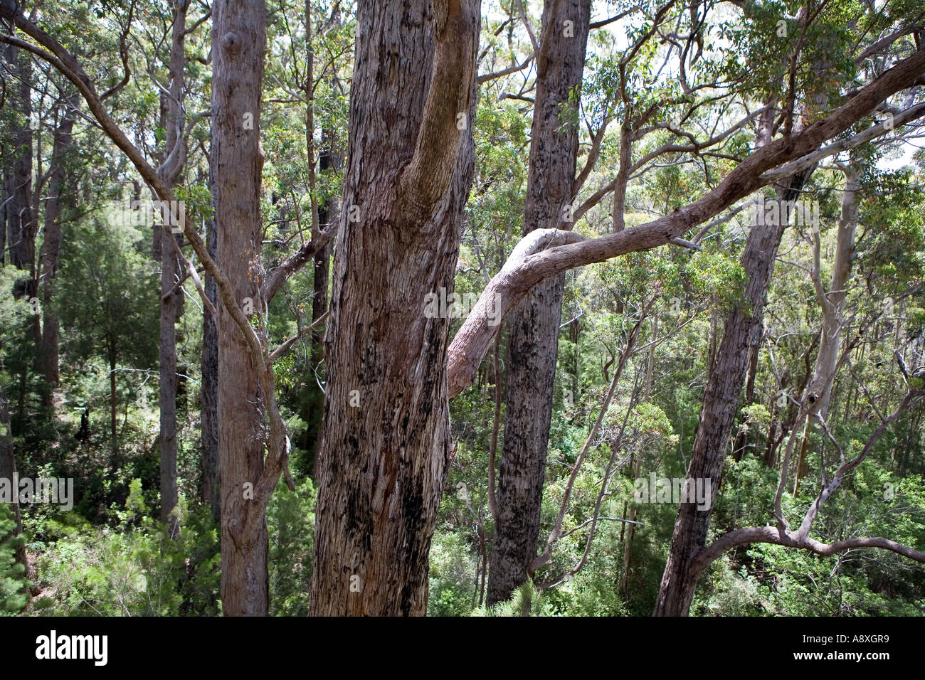 Valley of the Giants Trees Walpole Nornalup West Australia Stock Photo ...