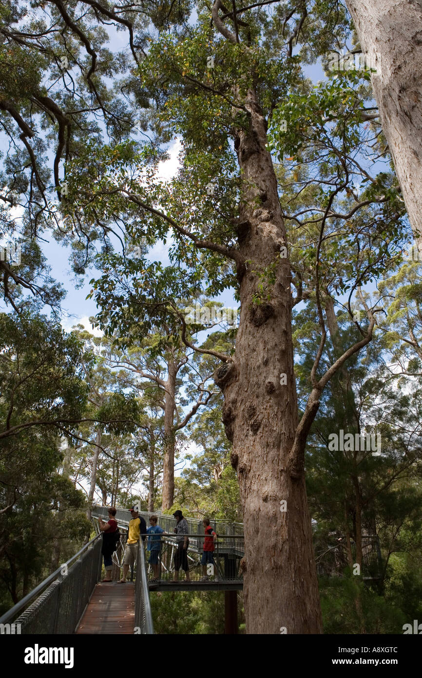 Valley of the Giants Trees Walpole Nornalup West Australia Stock Photo ...