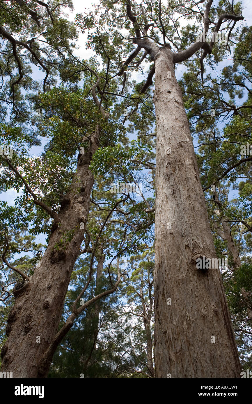 Valley of the Giants Trees Walpole Nornalup West Australia Stock Photo ...
