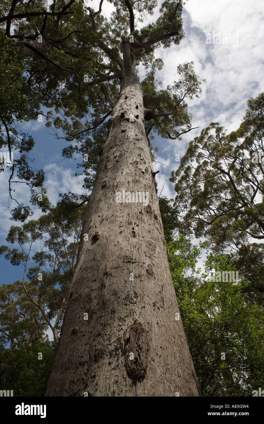 Valley of the Giants Trees Walpole Nornalup West Australia Stock Photo ...