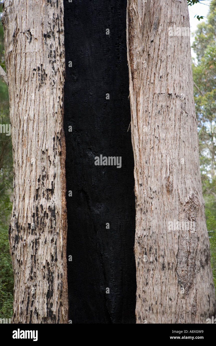 Valley of the Giants Trees Walpole Nornalup West Australia Stock Photo ...