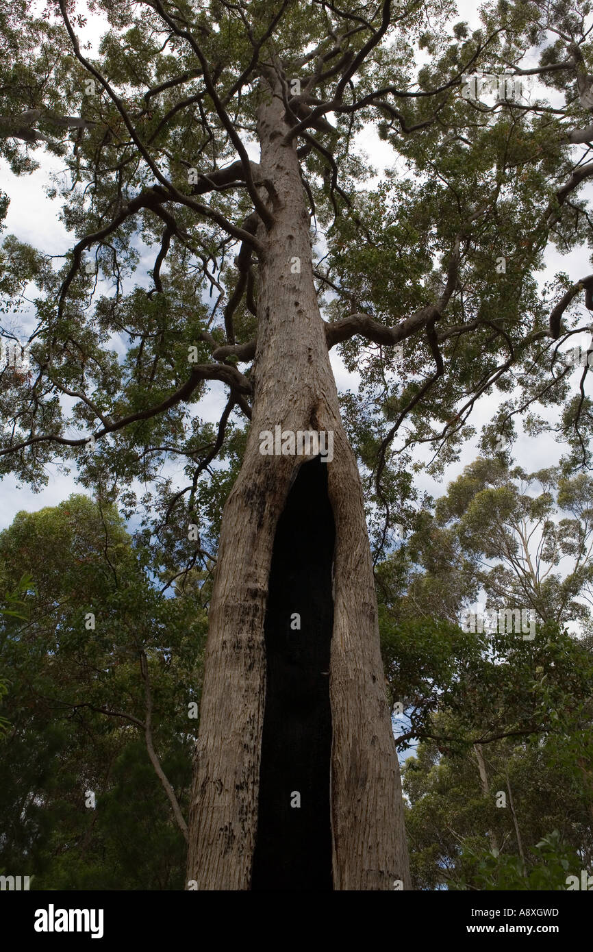 Valley of the Giants Trees Walpole Nornalup West Australia Stock Photo ...