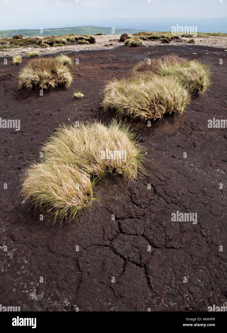 Soil erosion exposing peat beds on moorland Black Mountains Wales UK ...