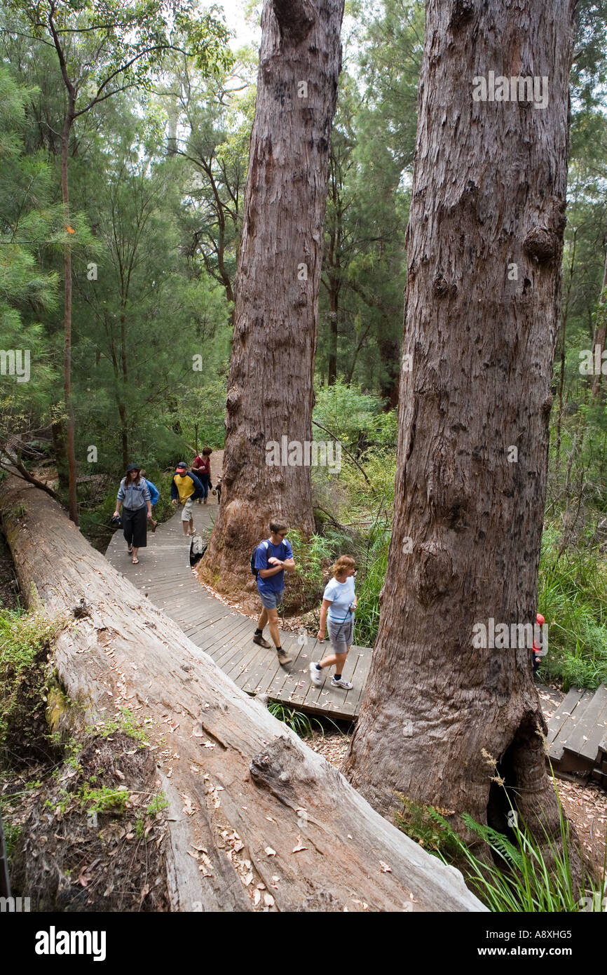 Valley of the Giants Trees Walpole Nornalup West Australia Stock Photo ...