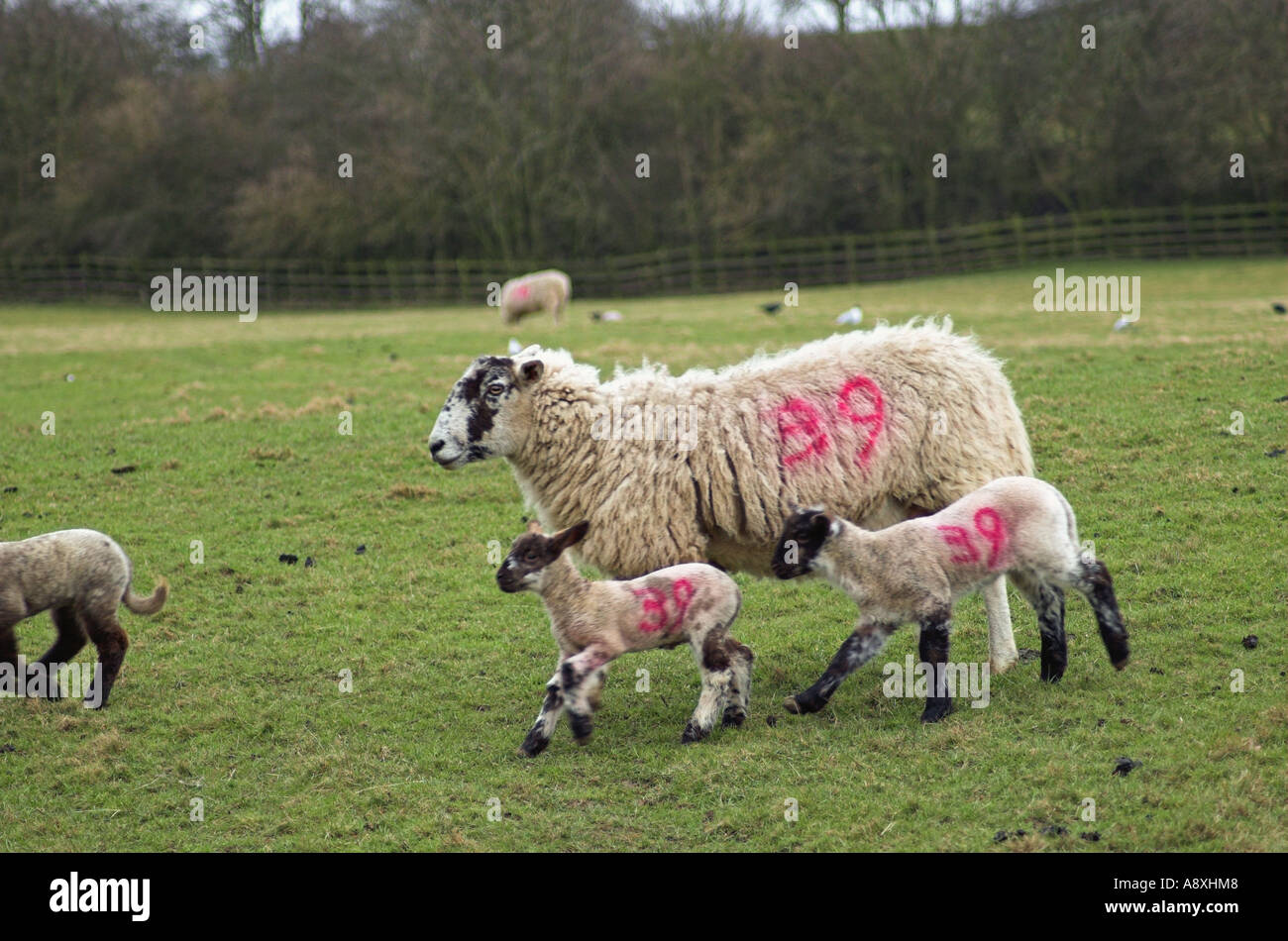 Branded Sheep Stock Photos & Branded Sheep Stock Images - Alamy