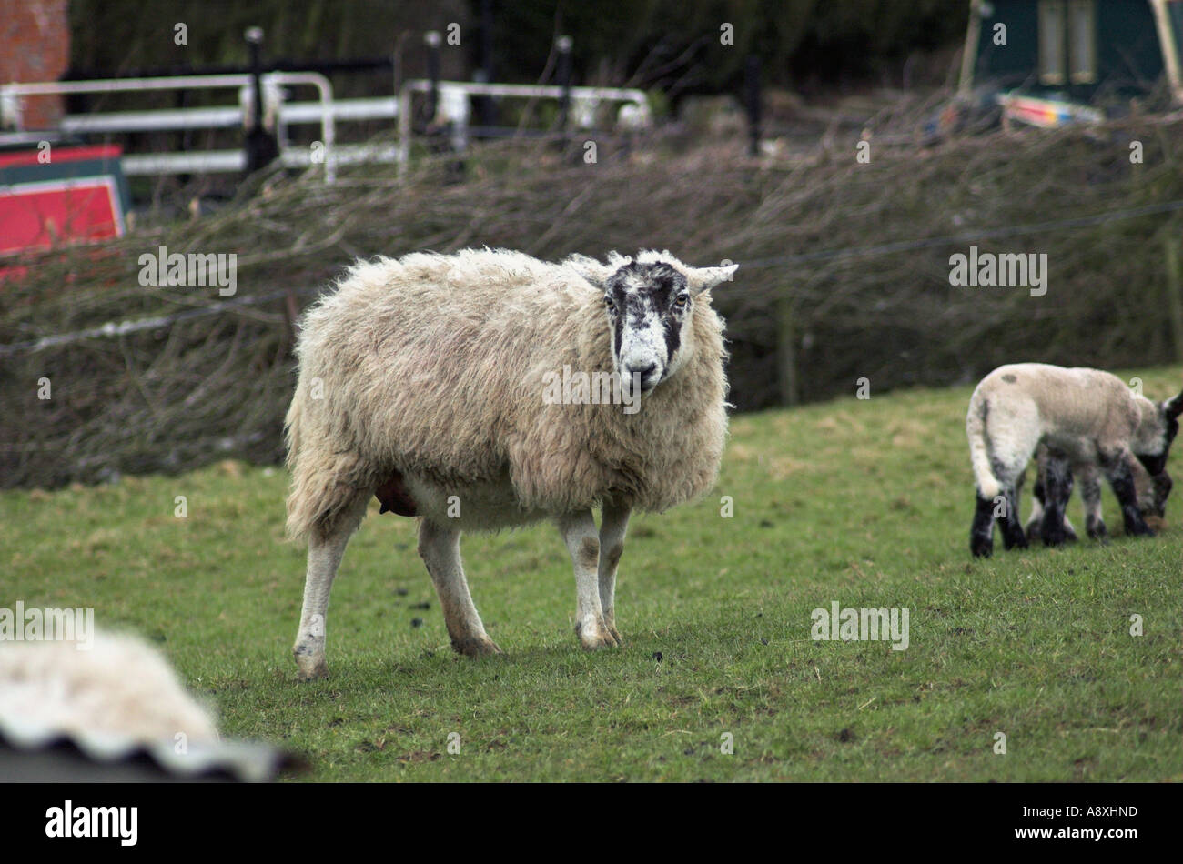 Gamboling lambs hi-res stock photography and images - Alamy
