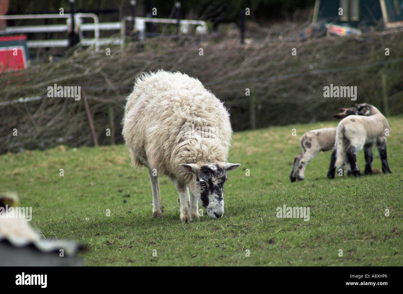 Gamboling Lambs Stock Photos & Gamboling Lambs Stock Images - Alamy