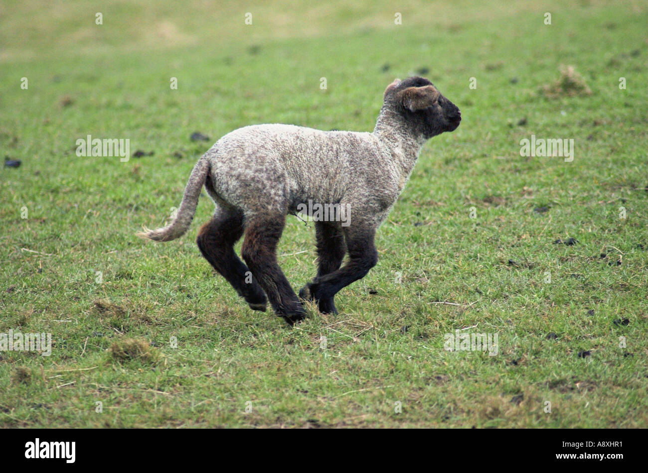 Gamboling lambs hi-res stock photography and images - Alamy