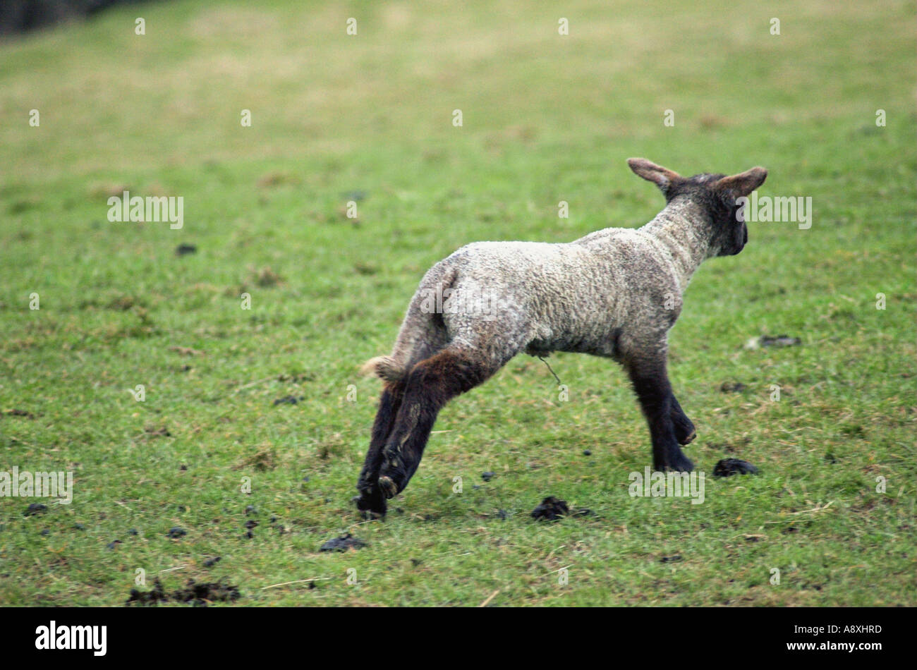 Gamboling lambs hi-res stock photography and images - Alamy