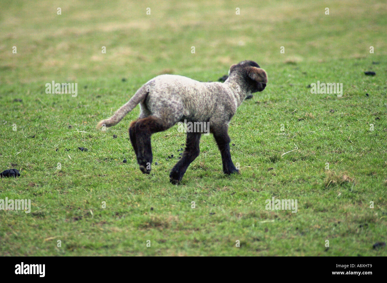 Gamboling Lambs Stock Photos & Gamboling Lambs Stock Images - Alamy