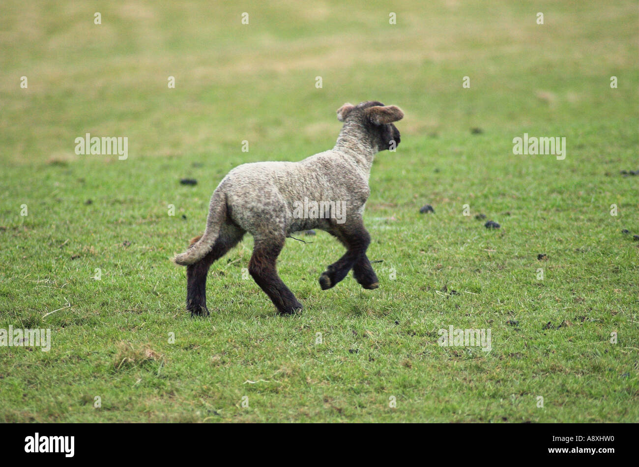 Gamboling Lambs Stock Photos & Gamboling Lambs Stock Images - Alamy