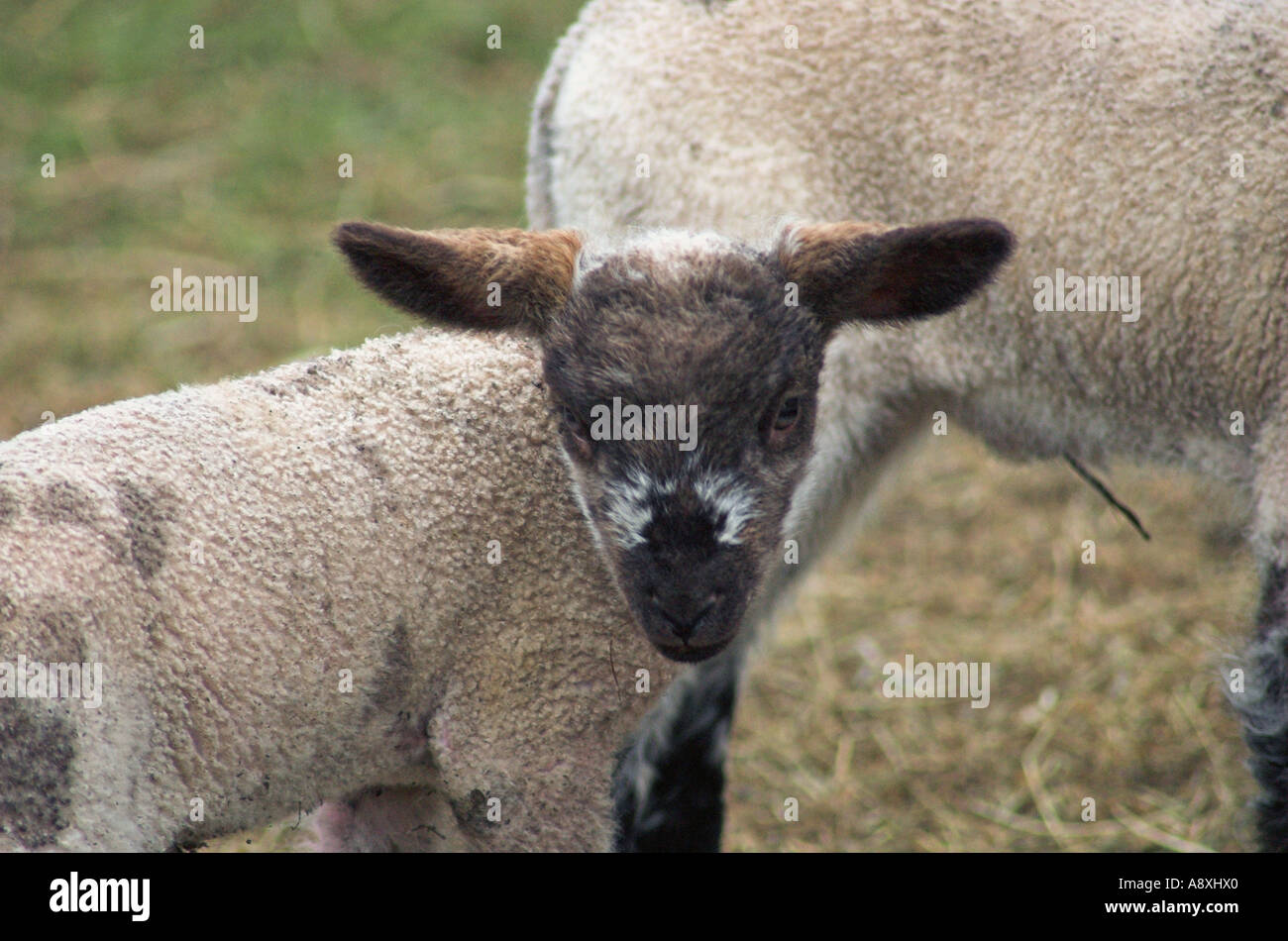 Gamboling lambs hi-res stock photography and images - Alamy