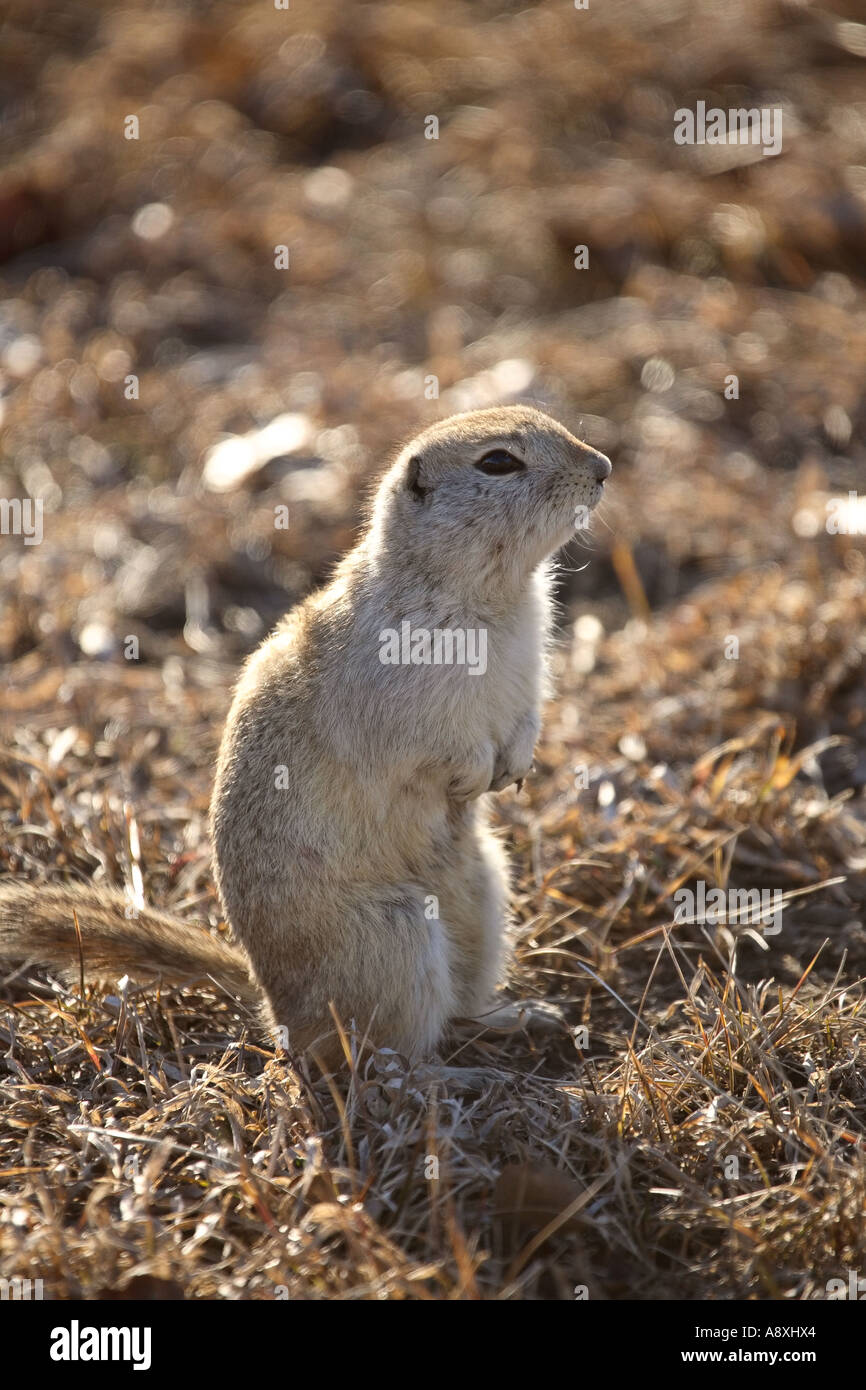 Richardsons Ground Squirrel Saskatchewan High Resolution Stock Photography and Images - Alamy