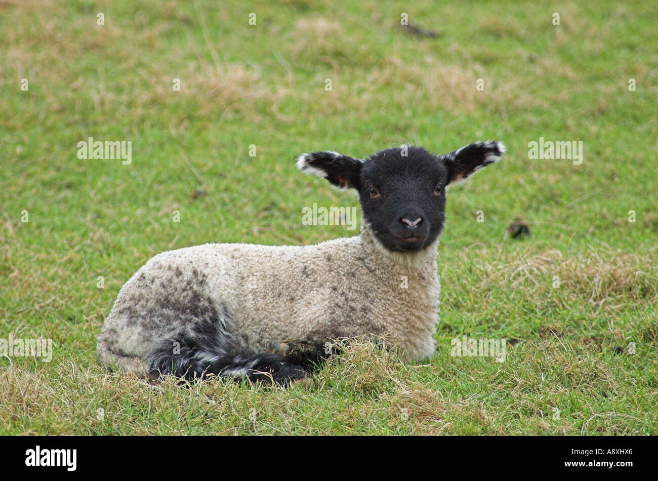 Gamboling lambs hi-res stock photography and images - Alamy