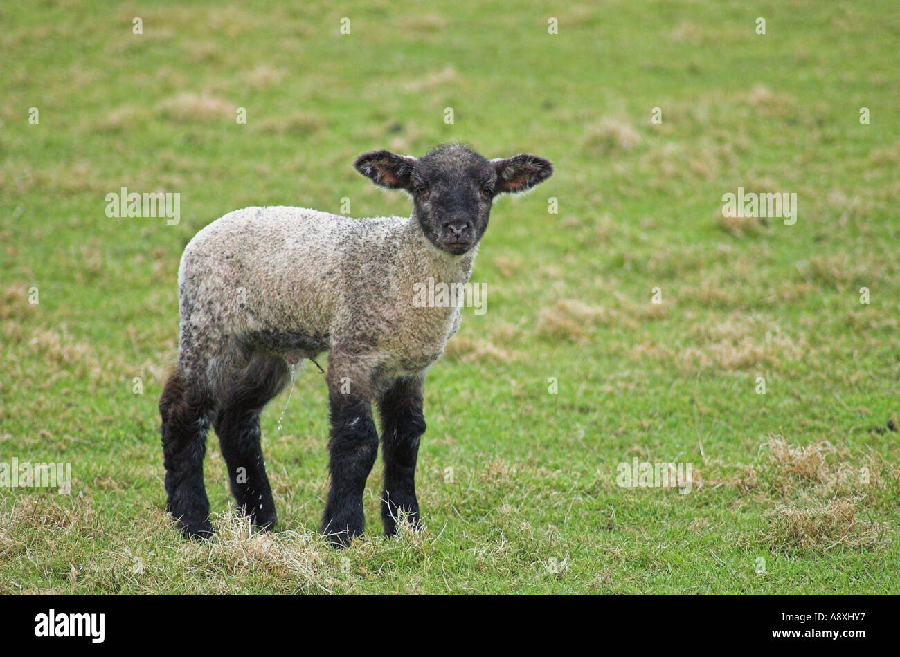 Gamboling lambs hi-res stock photography and images - Alamy