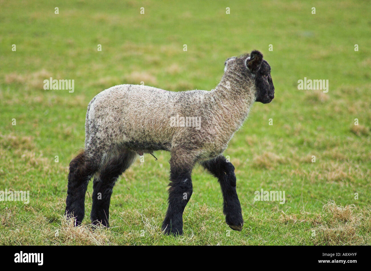 Gamboling Lambs Stock Photos & Gamboling Lambs Stock Images - Alamy