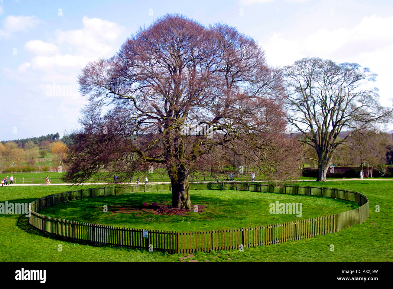 7th April 2007 Rufford Abbey Cut Leaf Beech fagus sylvatica var ...