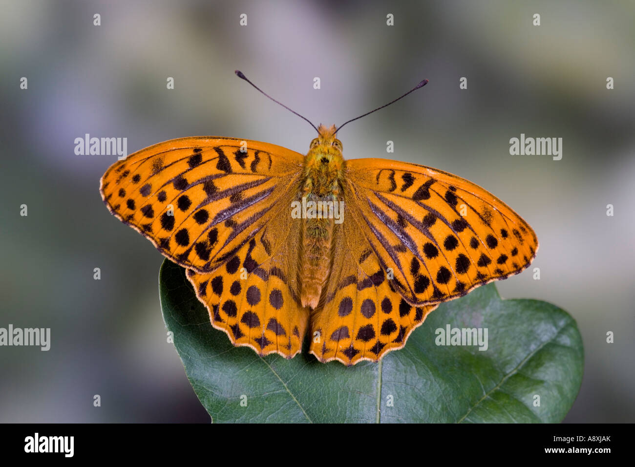 Silver-washed fritillary (Argynnis paphia) sat on Oak leaf in sun with ...