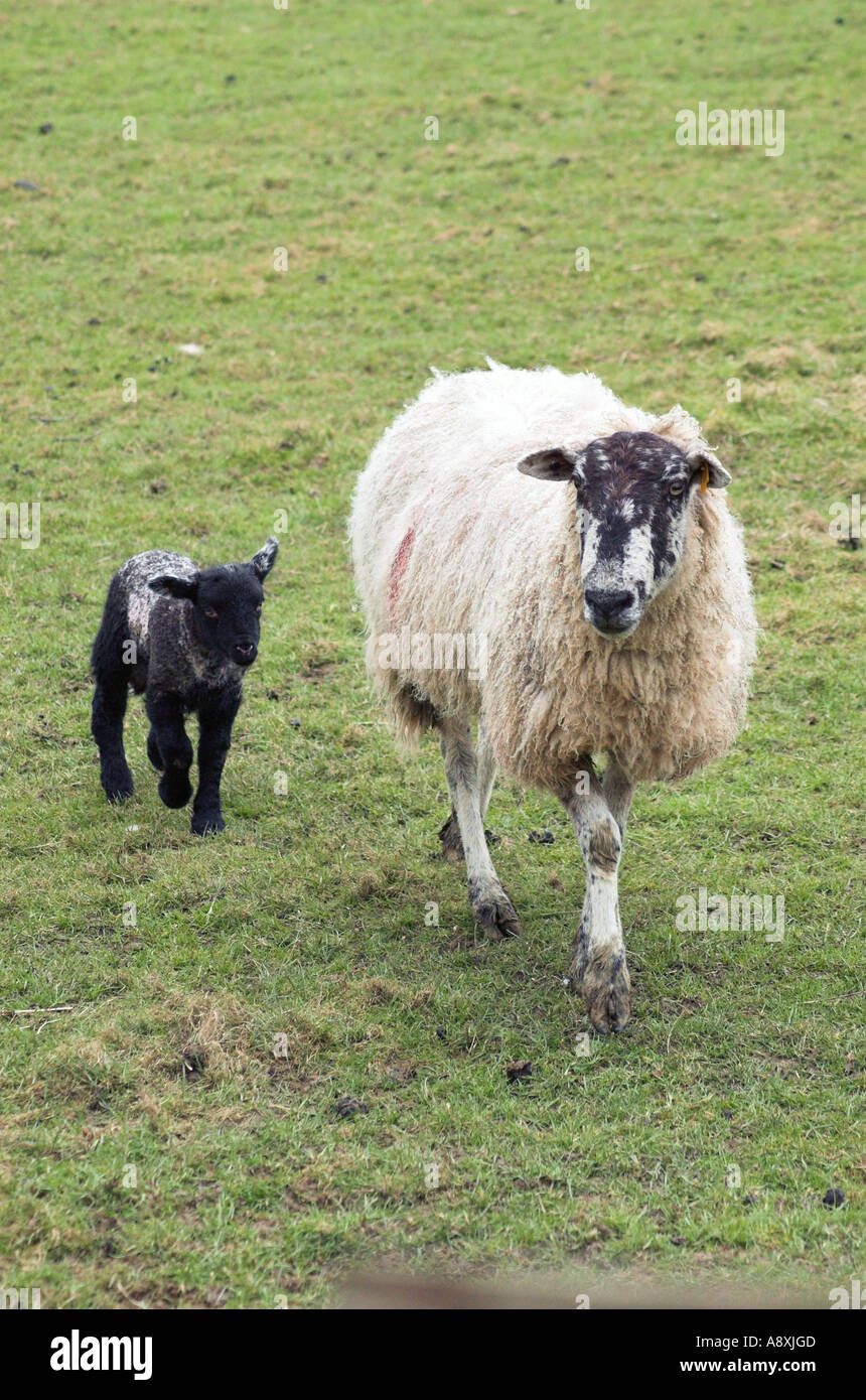 Sheep & lamb Stock Photo - Alamy