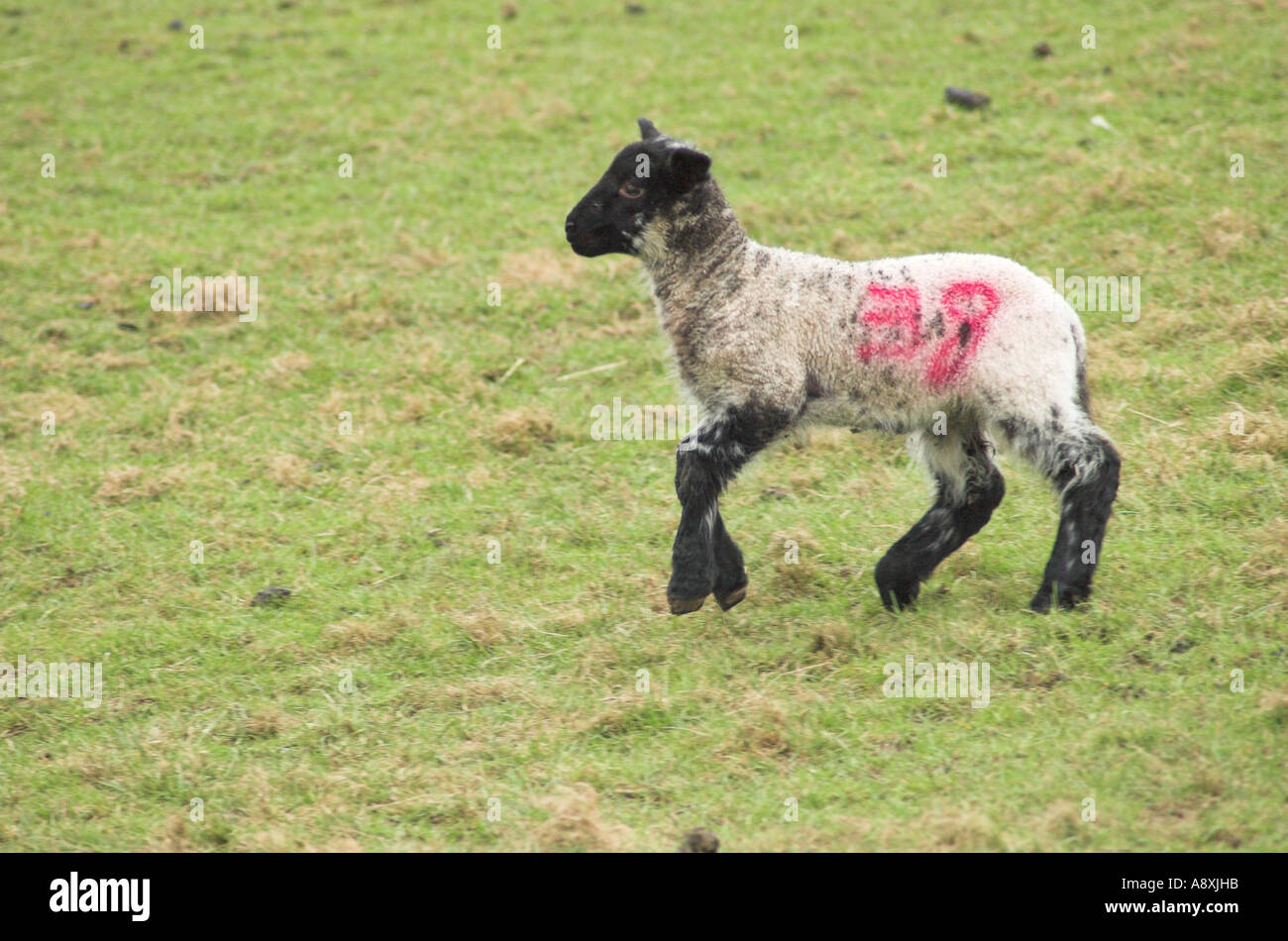 Gamboling lambs hi-res stock photography and images - Alamy