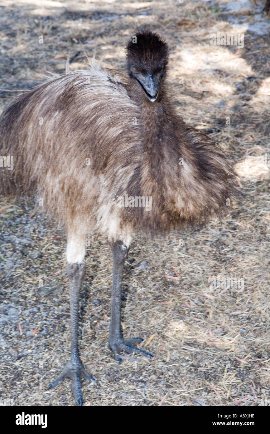 Outback emu hi-res stock photography and images - Alamy