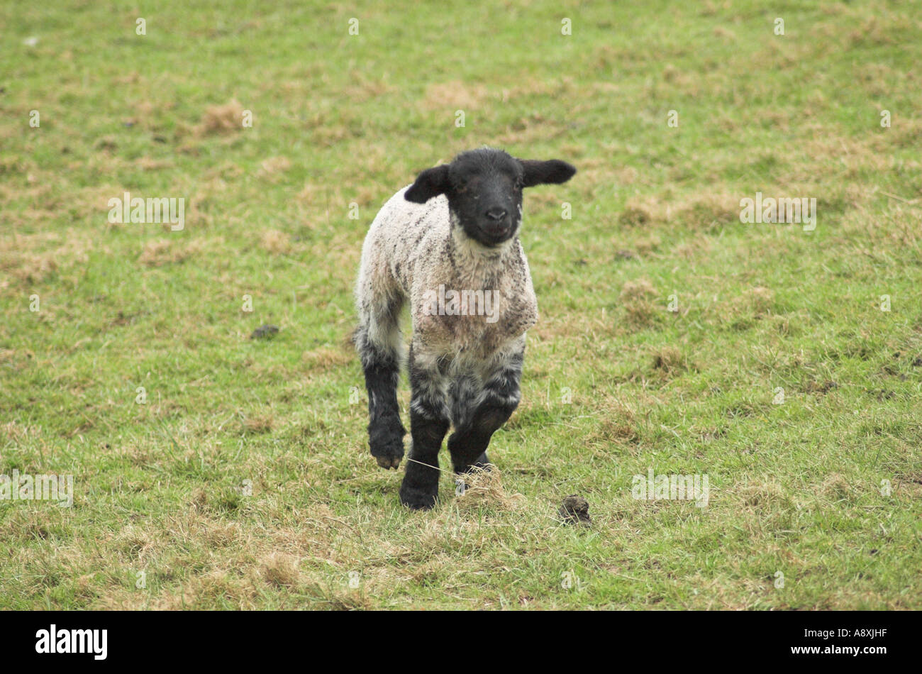 Gamboling lambs hi-res stock photography and images - Alamy