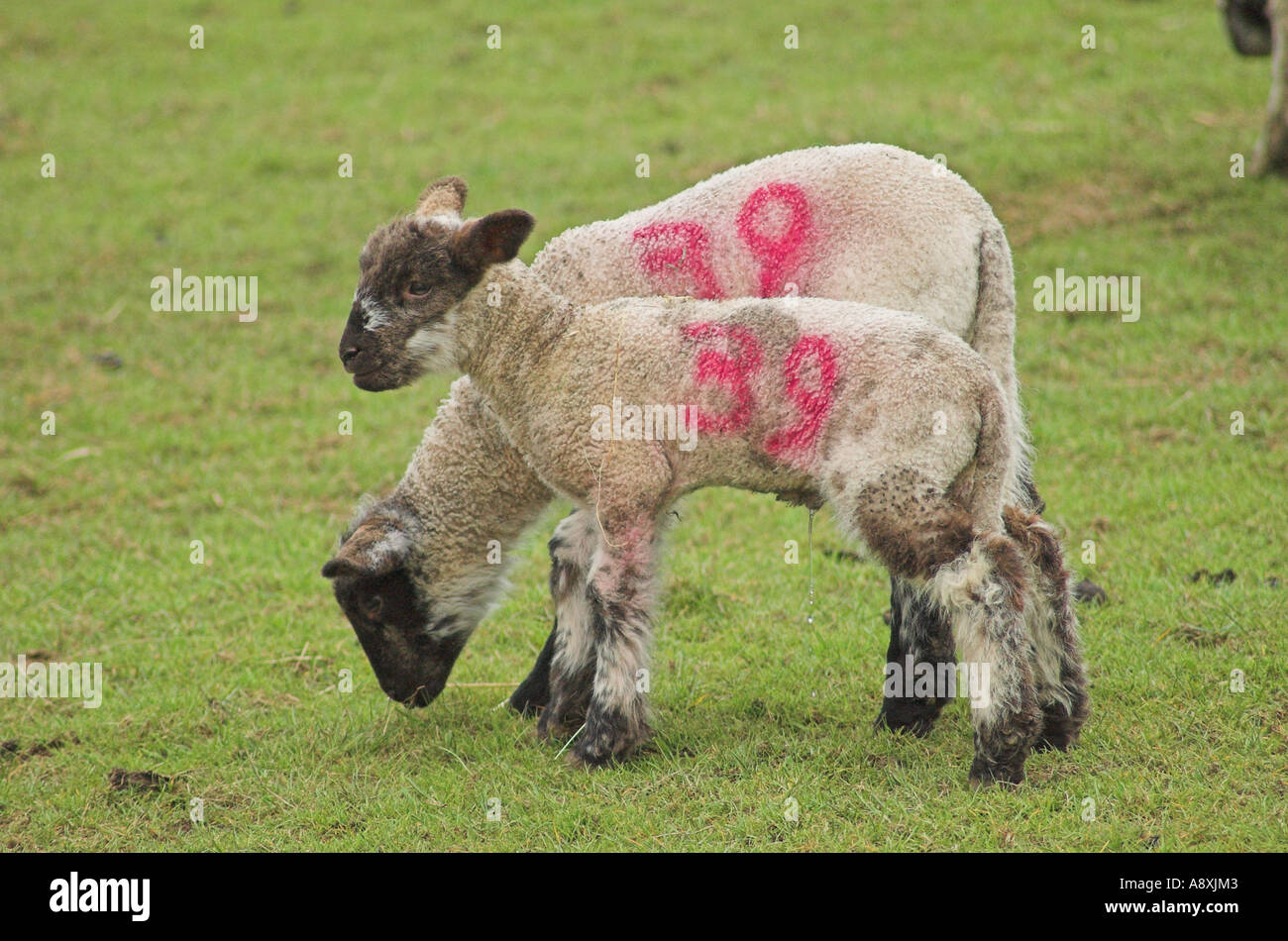 Branded sheep hi-res stock photography and images - Alamy