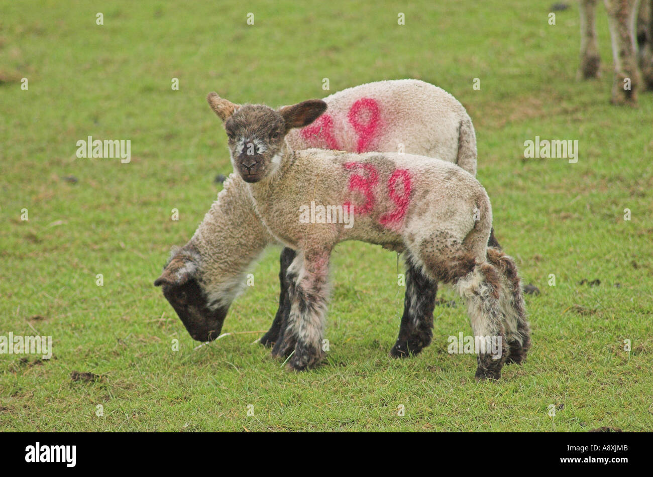 Branded sheep hi-res stock photography and images - Alamy