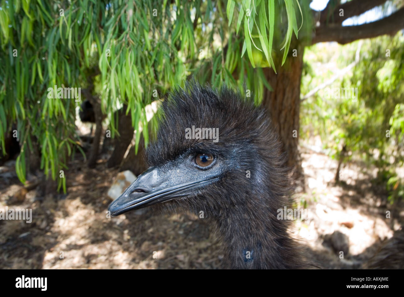 Portrait of Emu Stock Photo - Alamy