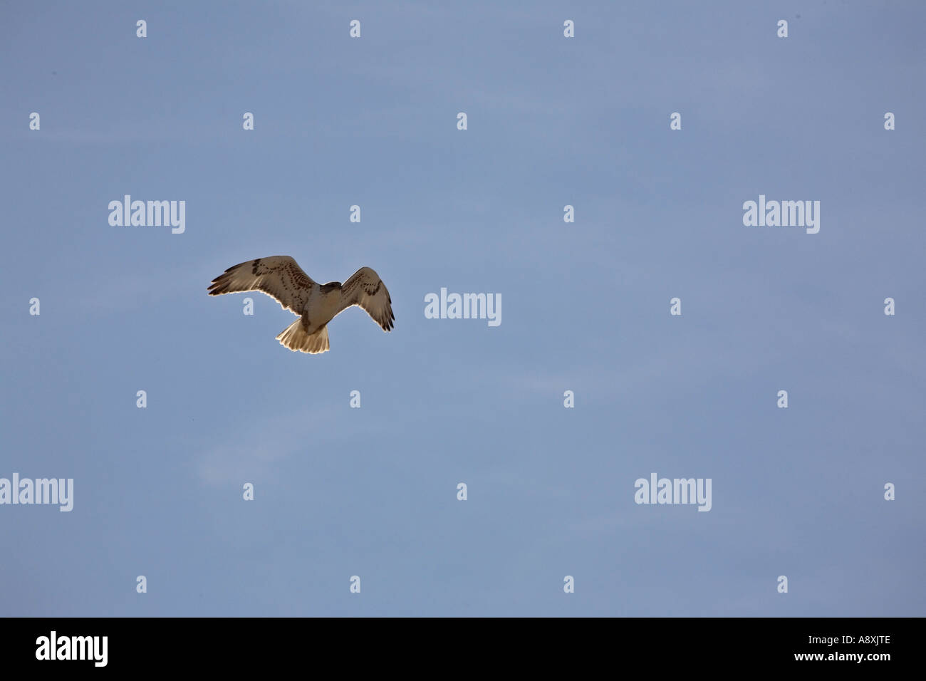 A Ferruginous Hawk in flight in scenic Saskatchewan Canada Stock Photo ...