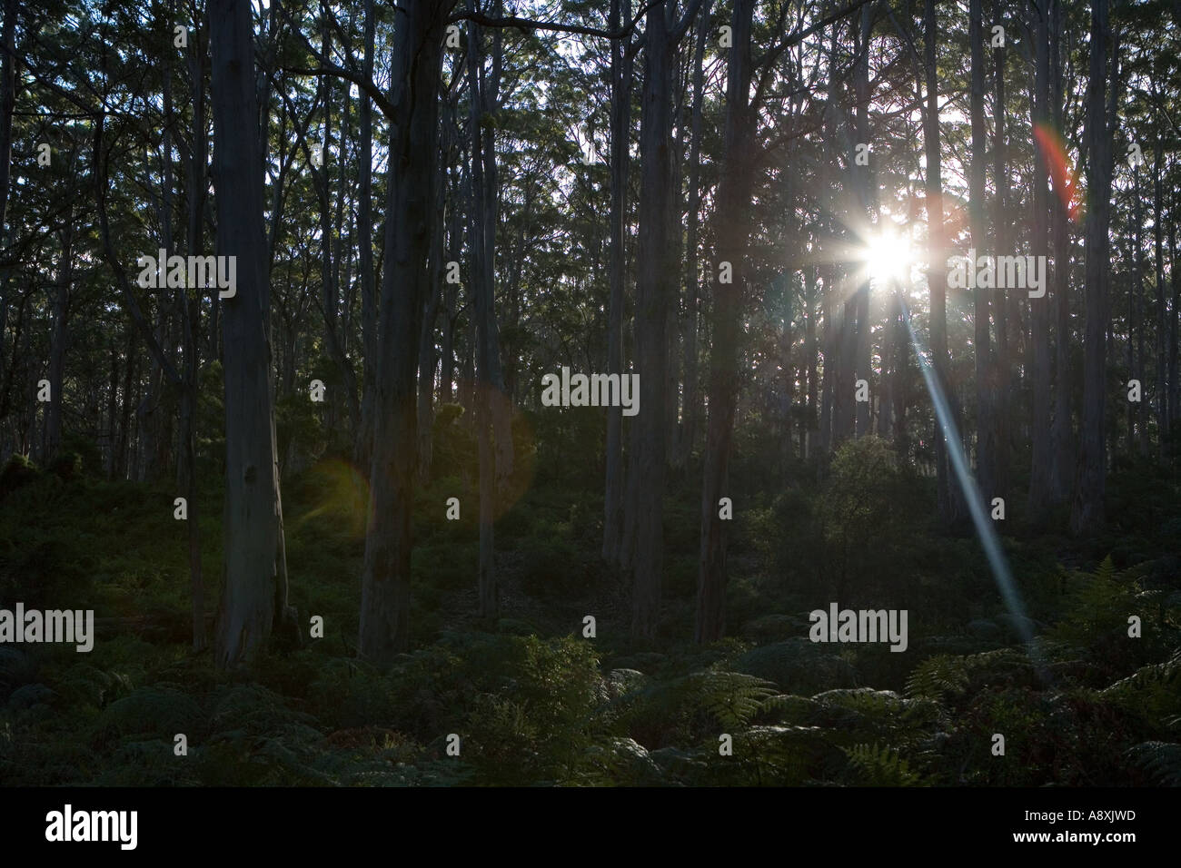 Backlit Forest in Margaret River West Australia Stock Photo - Alamy