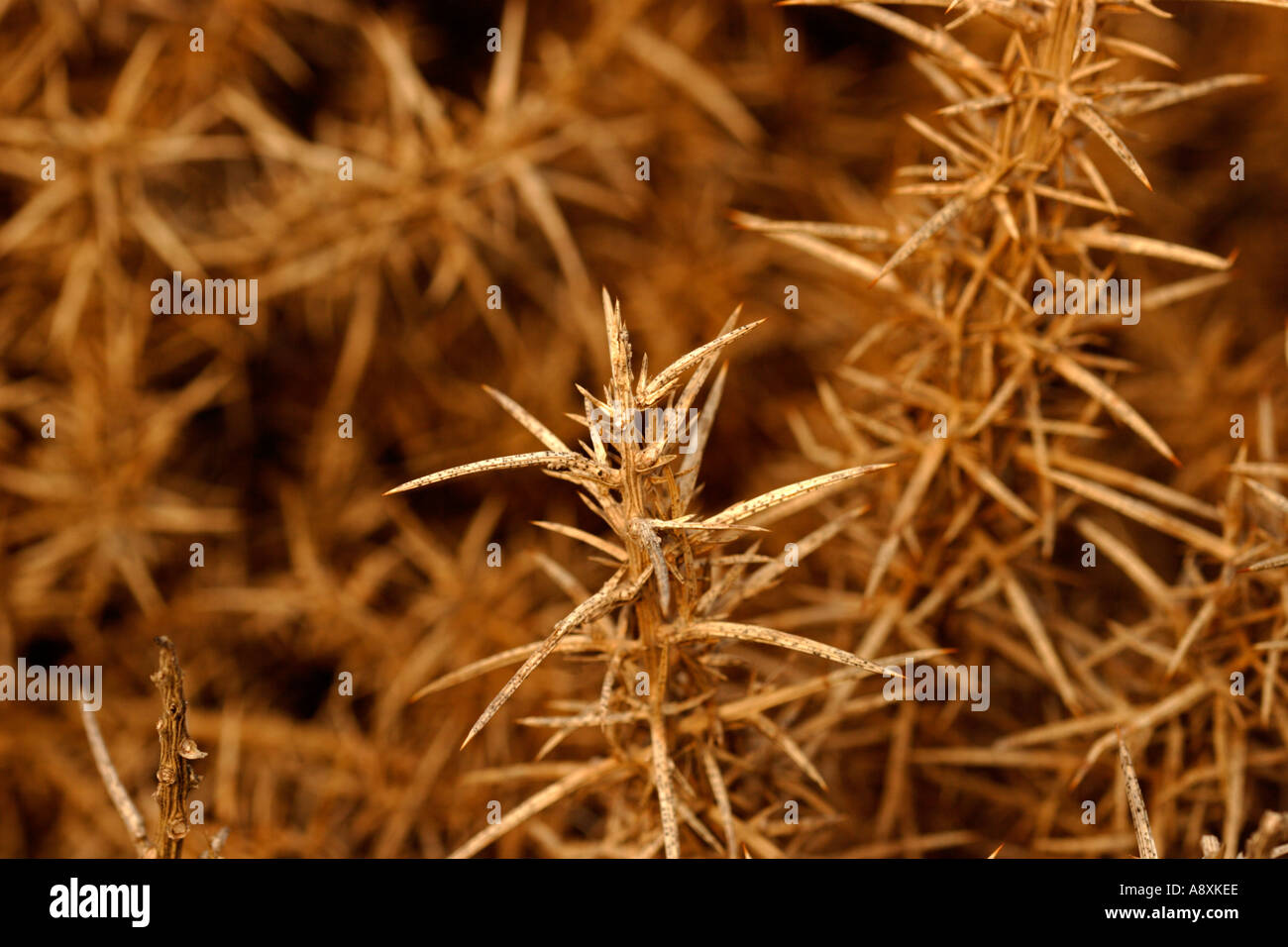 Sharp spikey bush Stock Photo - Alamy